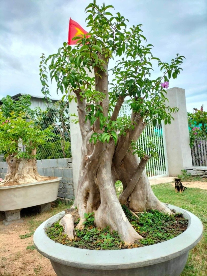 Loài cây được trồng nhiều ven đường, giờ thành "báu vật" bonsai, có người trả 1,2 tỷ vẫn từ chối ...